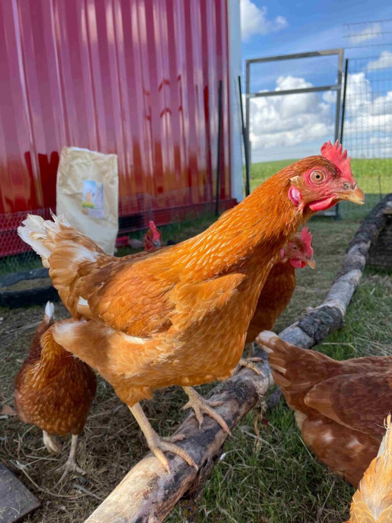 Junior Naturalists - Chickens | Ellis Nature Centre